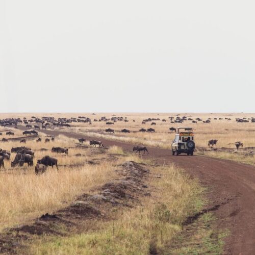 Best Time to Visit Masai Mara (Month by Month Guide) - Kifaru Discover ...