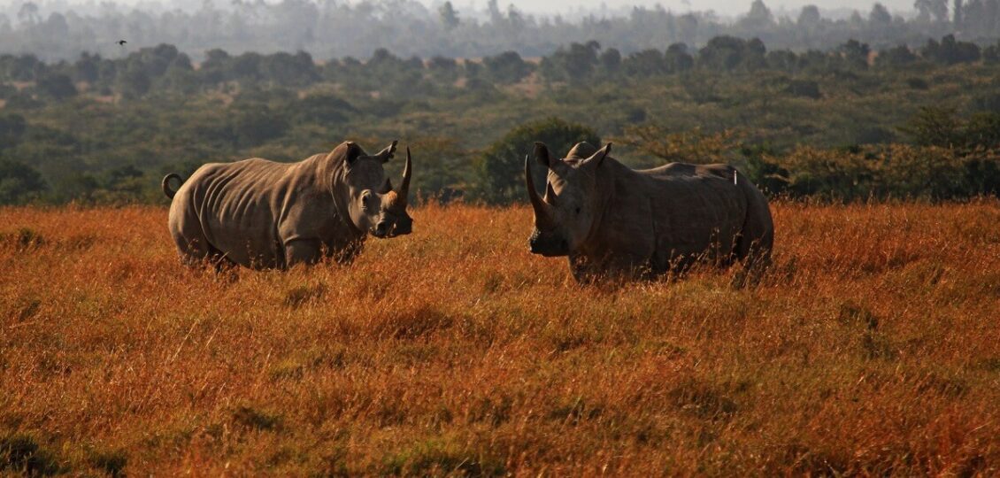 Kifaru Discover Safaris - Top Tour operator in Kenya